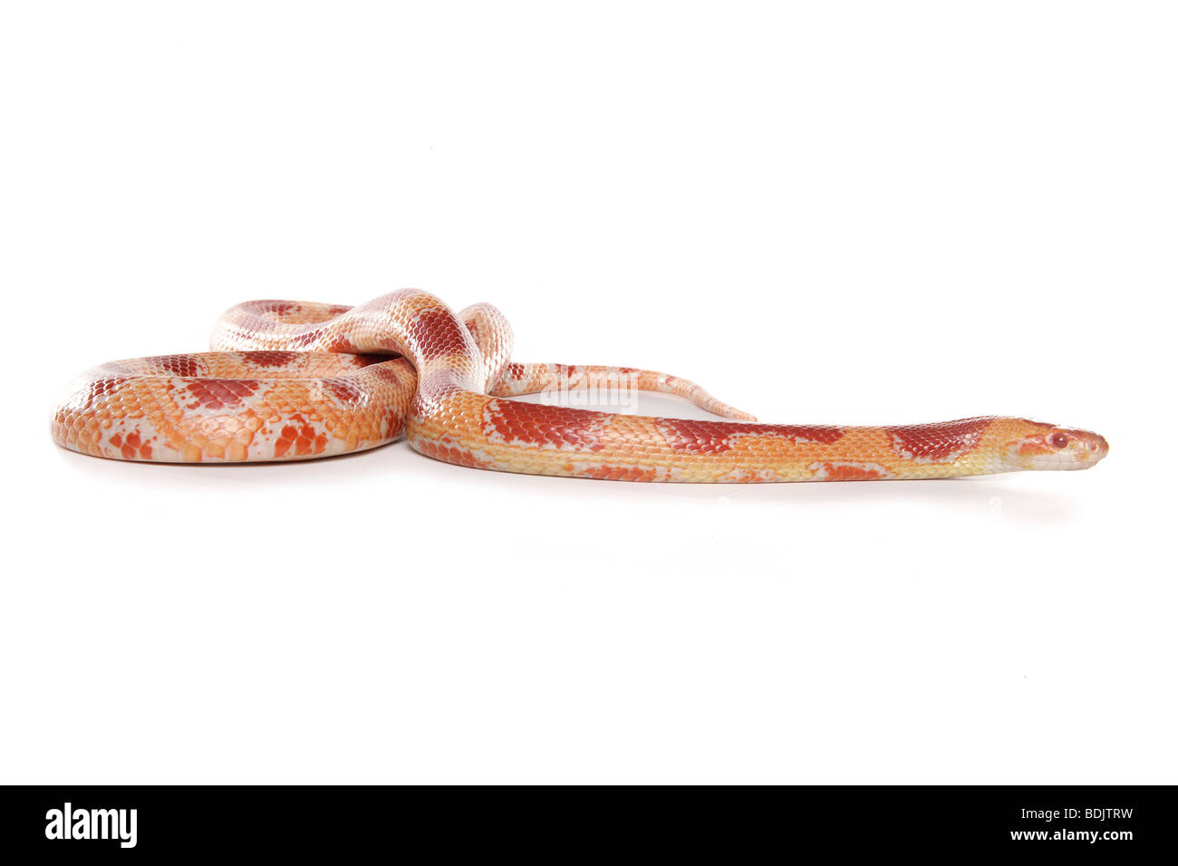 Snake cross Cut Out Stock Images & Pictures - Alamy