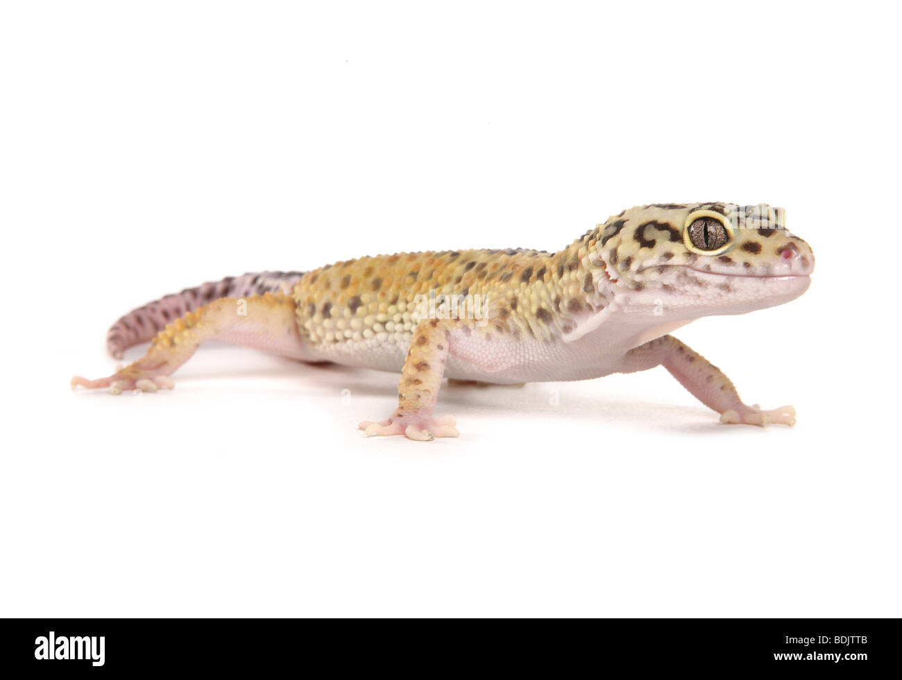 Leopard Gecko - cut out / Eublepharis macularius Stock Photo - Alamy
