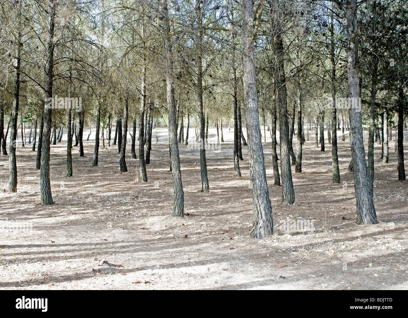 dry trees in wood Stock Photo - Alamy