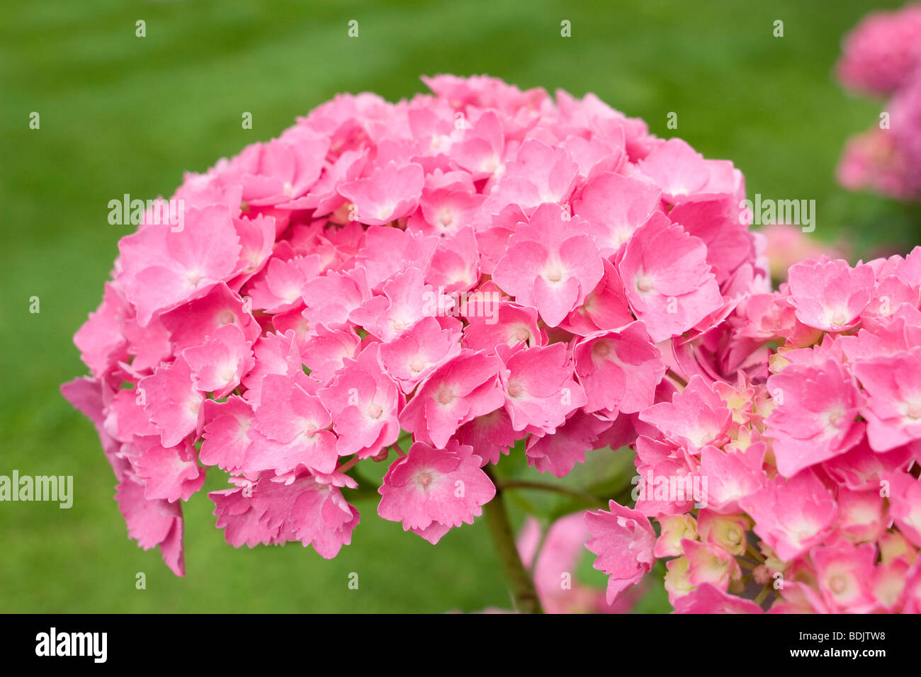 Hydrangea august hi-res stock photography and images - Alamy