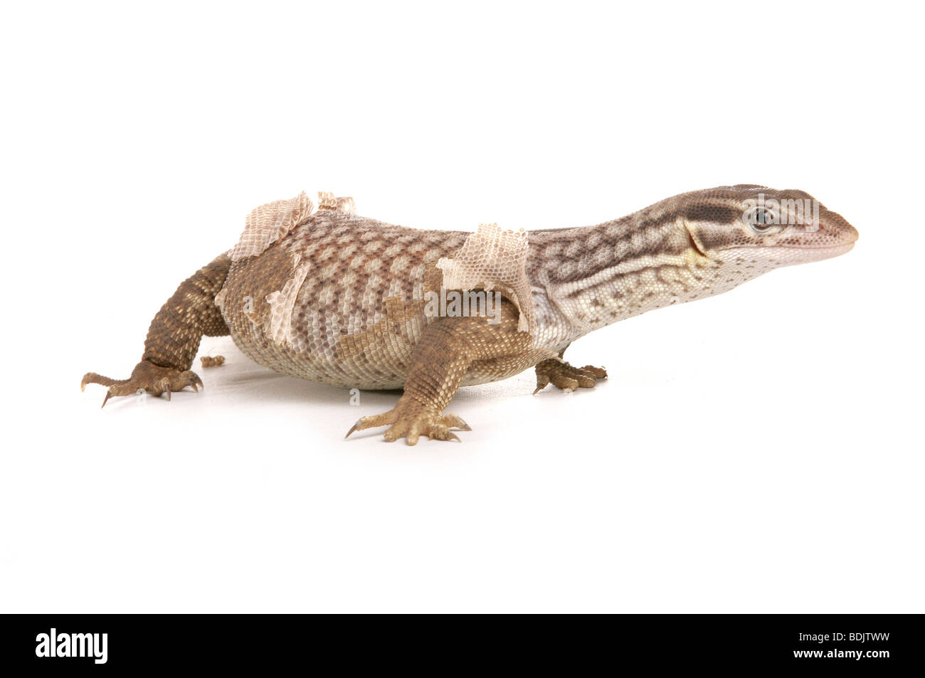 Spiny-tailed Monitor - cut out / Varanus acanthurus Stock Photo - Alamy