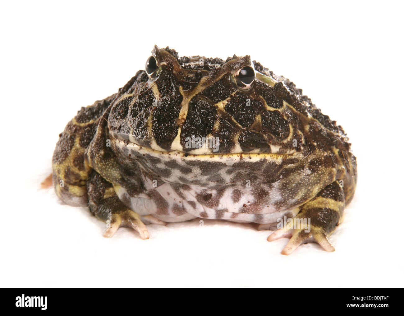 Ceratophrys cranwelli hi-res stock photography and images - Alamy