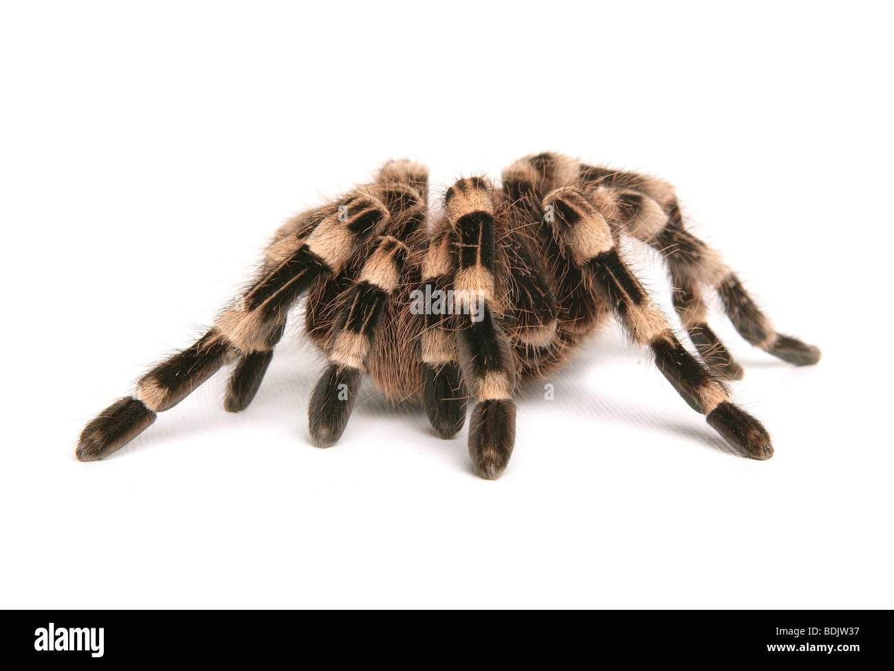 Whitebanded Tarantula - cut out / Acanthoscurria geniculata Stock Photo ...