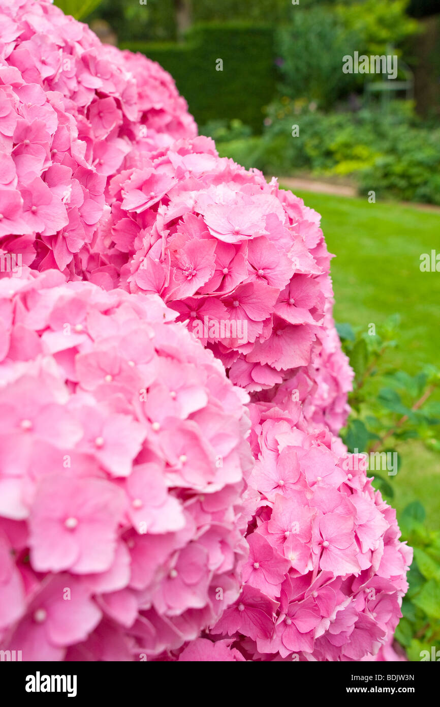 Hydrangea border hi-res stock photography and images - Alamy