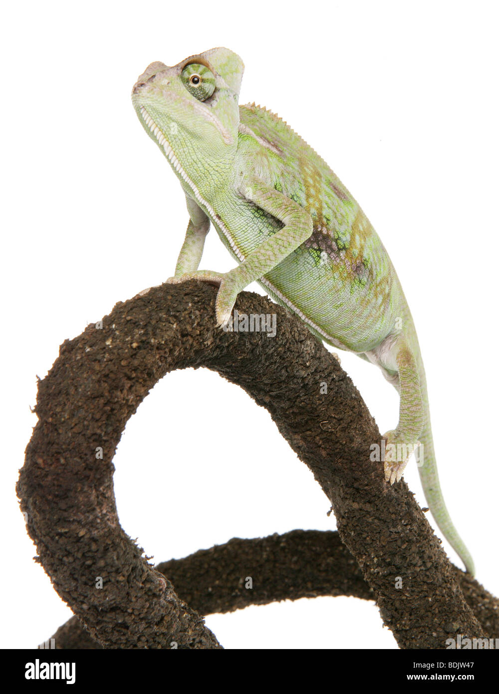 Chameleon stands hi-res stock photography and images - Alamy