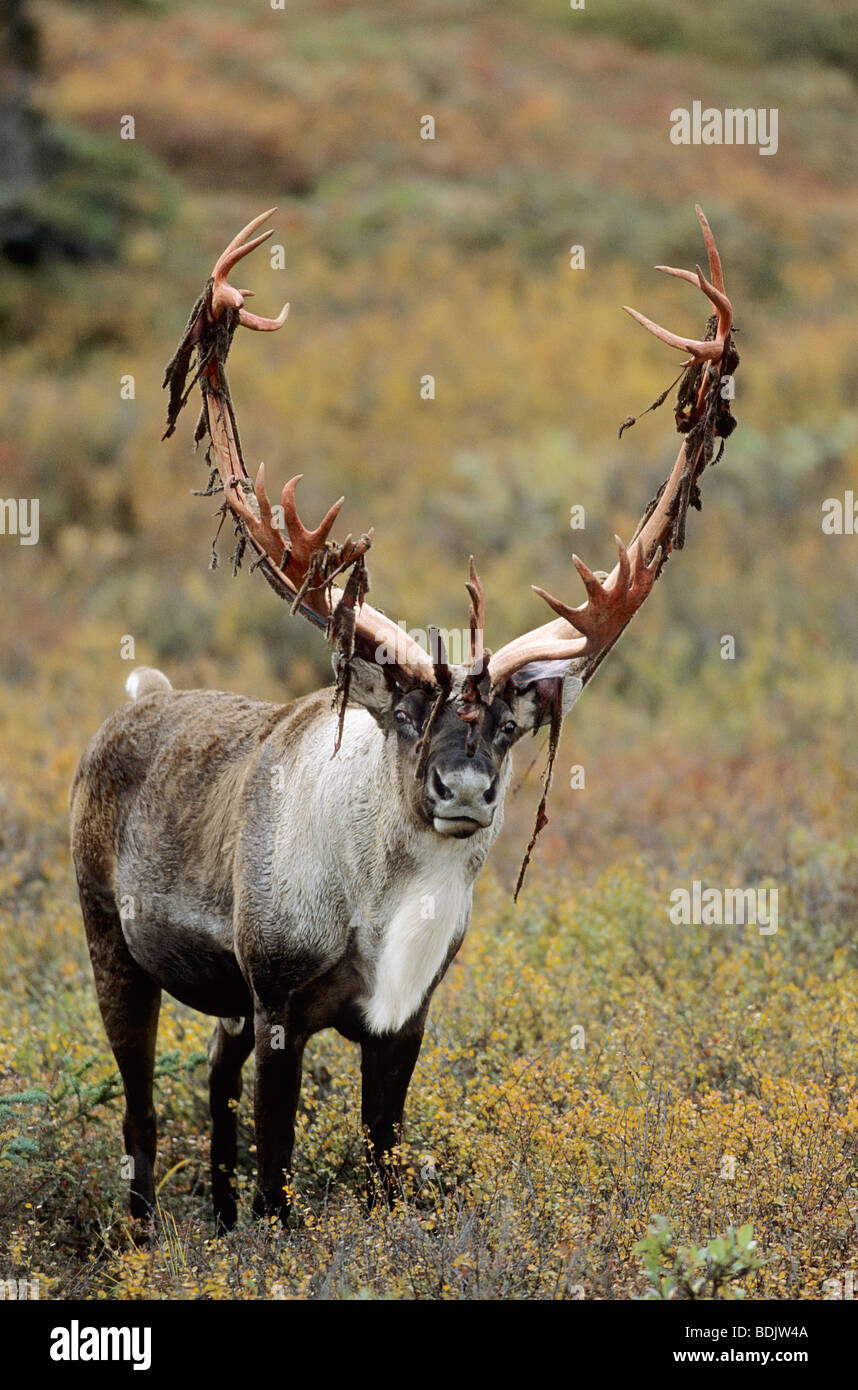 Bull barren ground caribou hi-res stock photography and images - Alamy