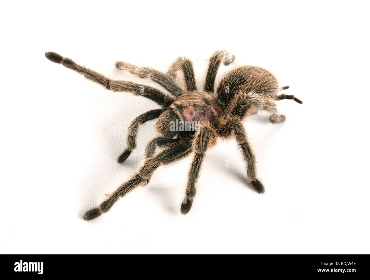 Chile wildlife Cut Out Stock Images & Pictures - Alamy