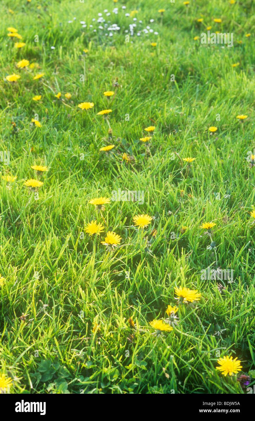 Backlit pasture of lush spring green grass with many golden yellow ...