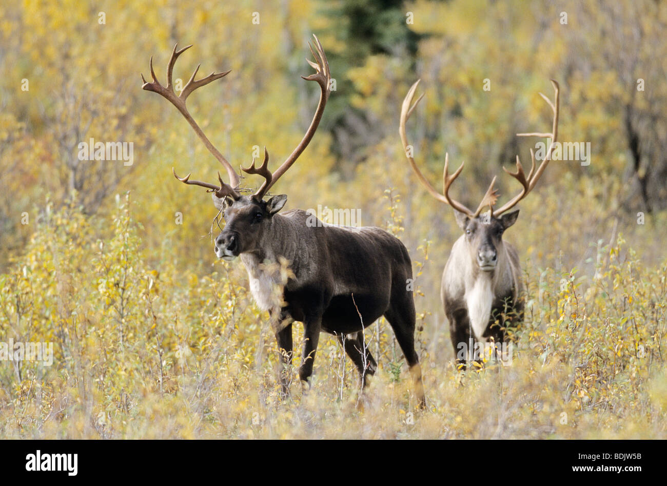 Barren Ground Caribou - bulls / Rangifer tarandus arcticus Stock Photo ...