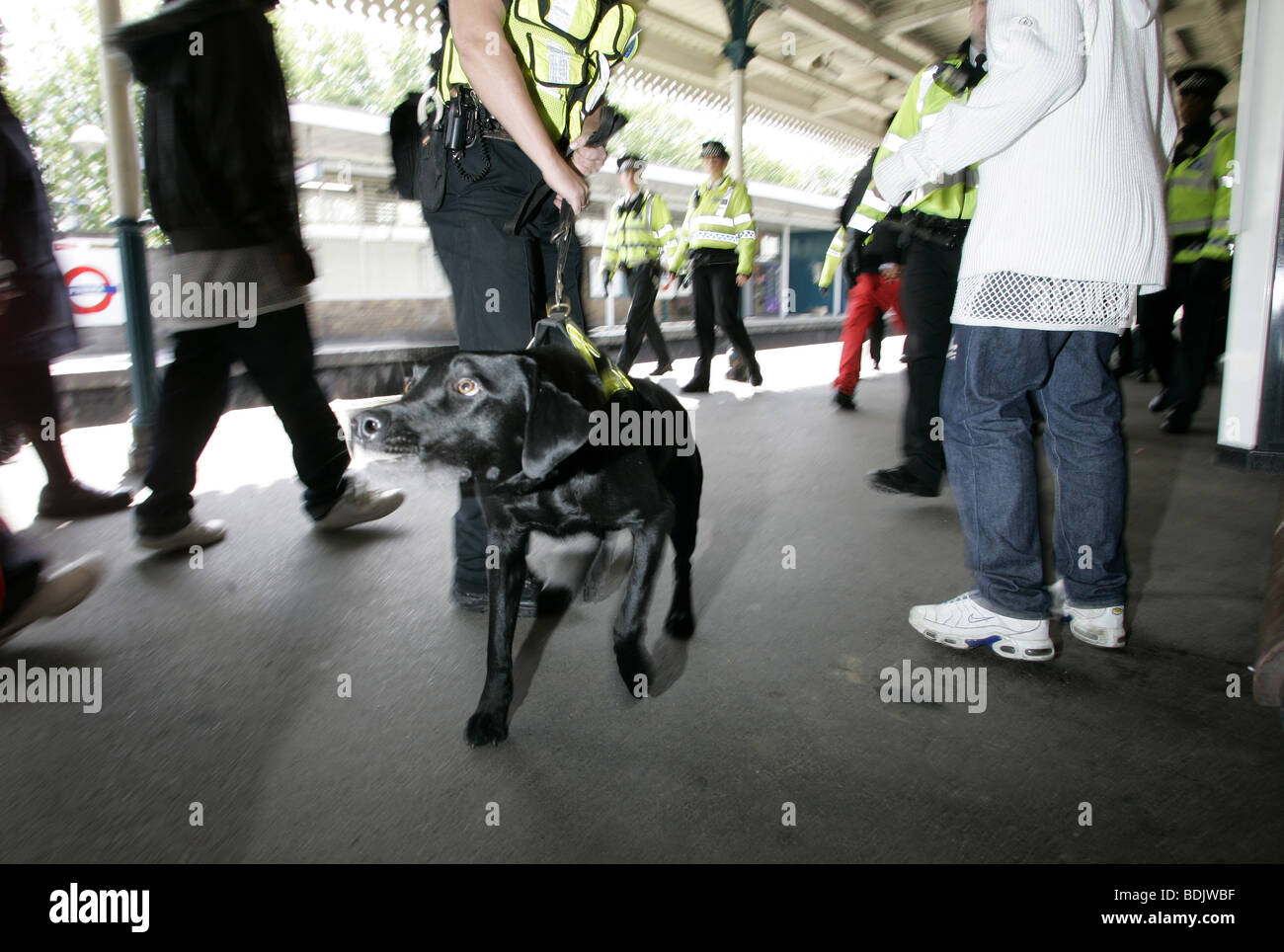 A sniffer dog and police officers during an anti-knife operation at a ...
