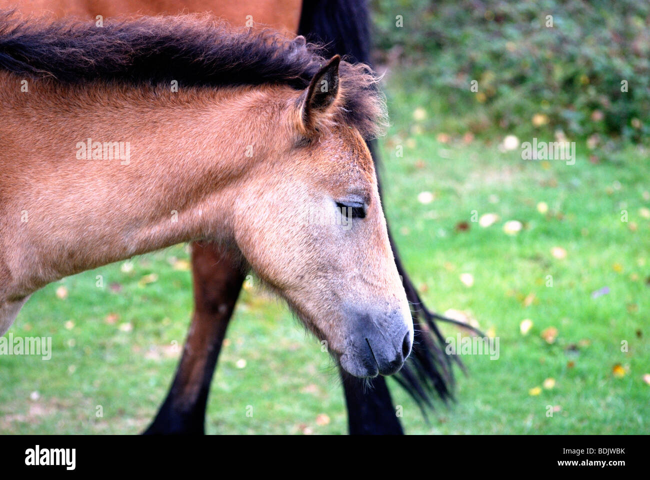 Close up of a young New Forest Pony Stock Photo - Alamy