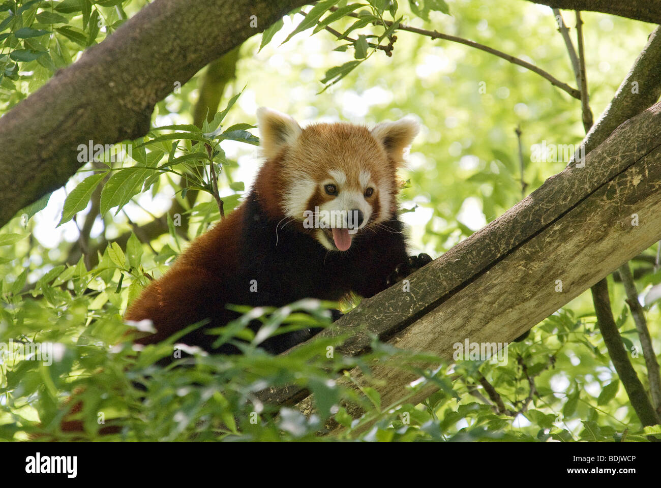 Red panda hanging on tree hi-res stock photography and images - Alamy