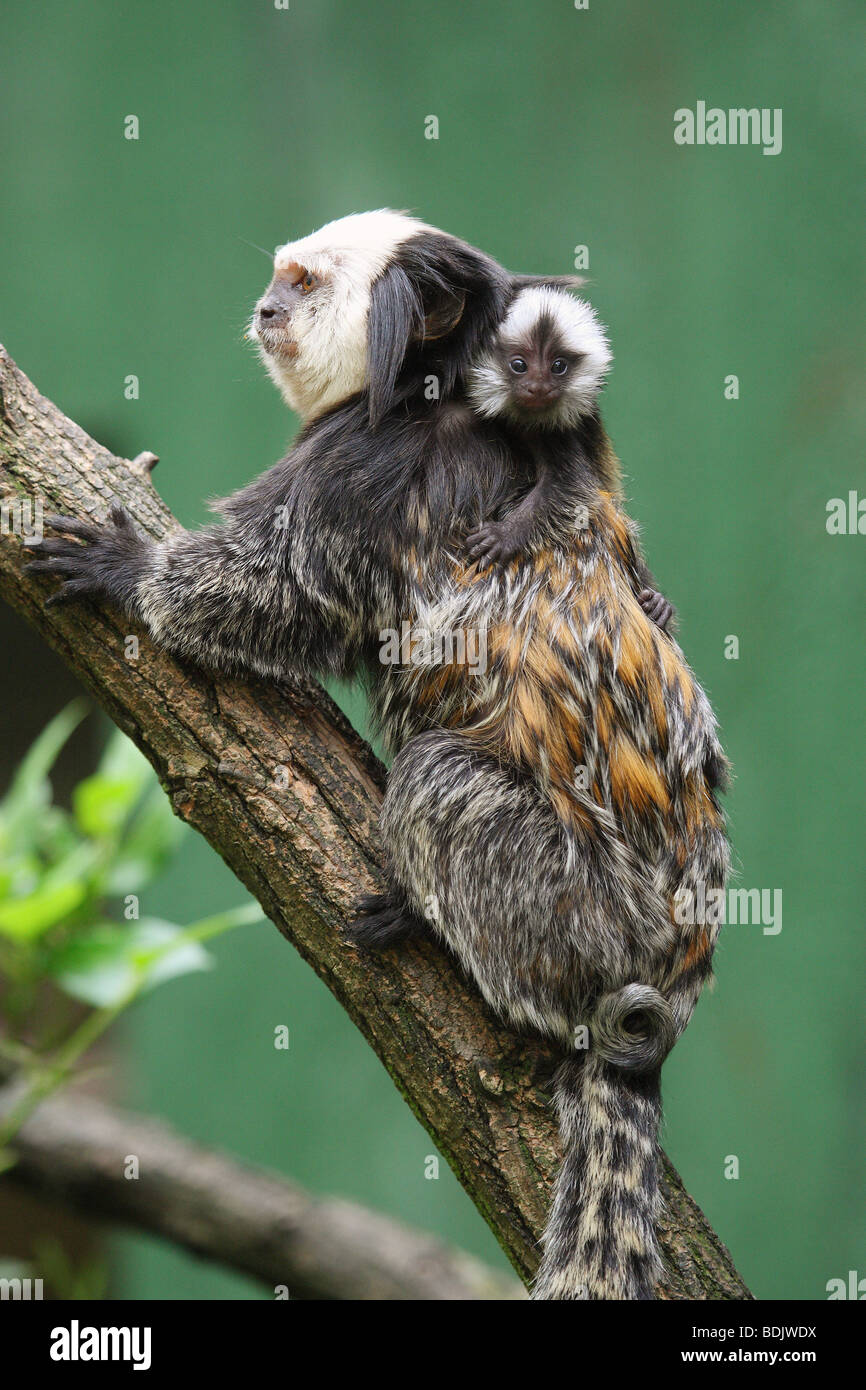 Young marmosets hi-res stock photography and images - Alamy