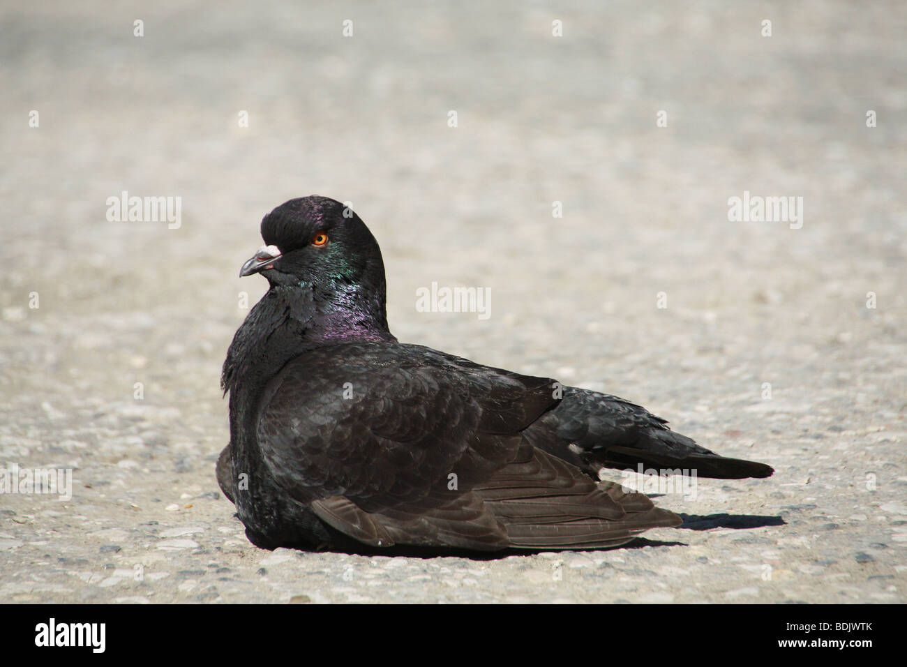Modena pigeons hi-res stock photography and images - Alamy