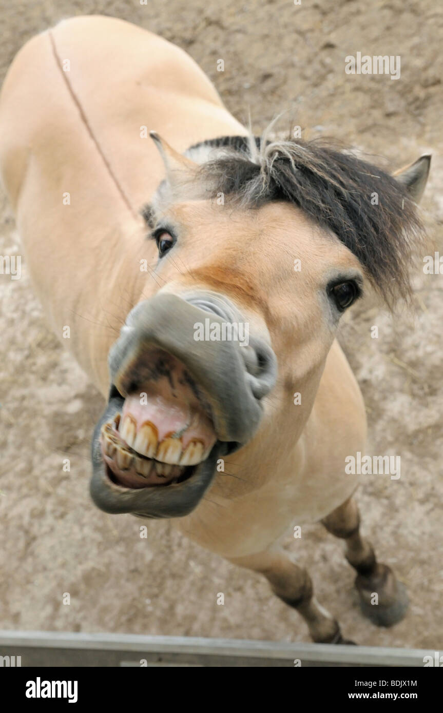 Norwegian Fjord horse - flehming Stock Photo - Alamy