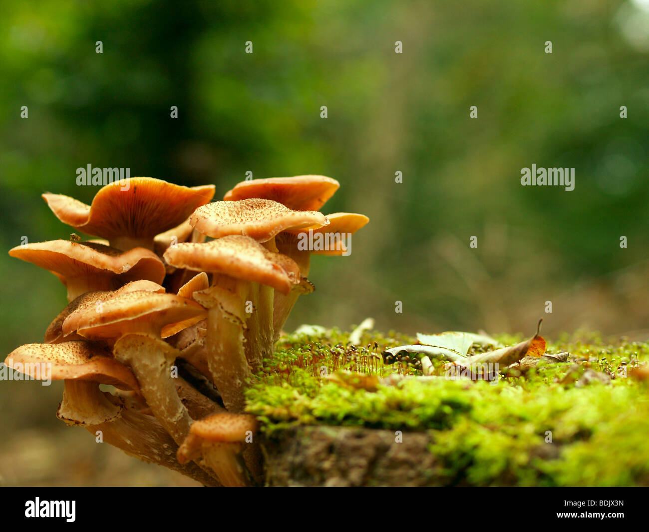 Beautiful toadstools around a tree with moss Stock Photo - Alamy