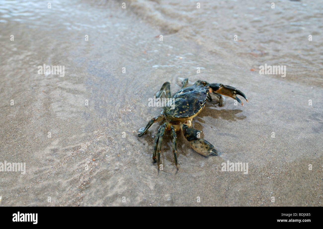 Common shore crab carcinus hi-res stock photography and images - Alamy
