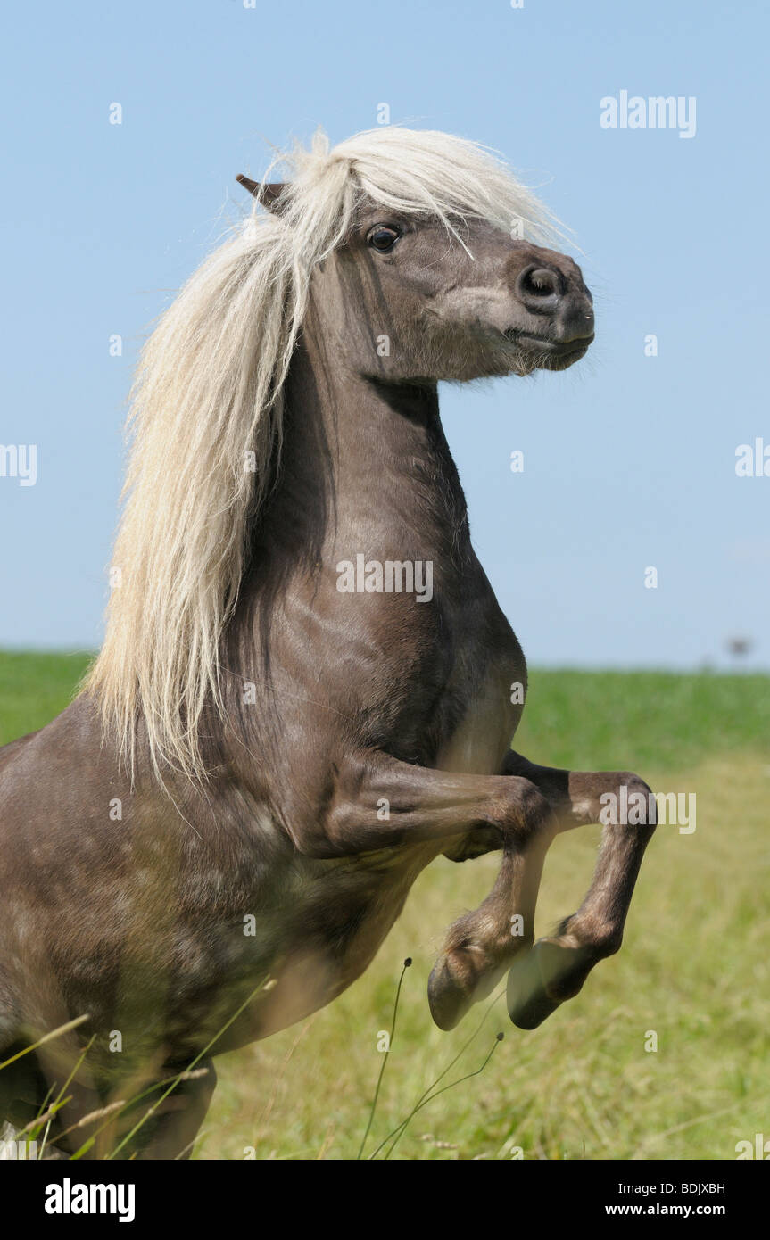 Shetland pony horse rearing hi-res stock photography and images - Alamy