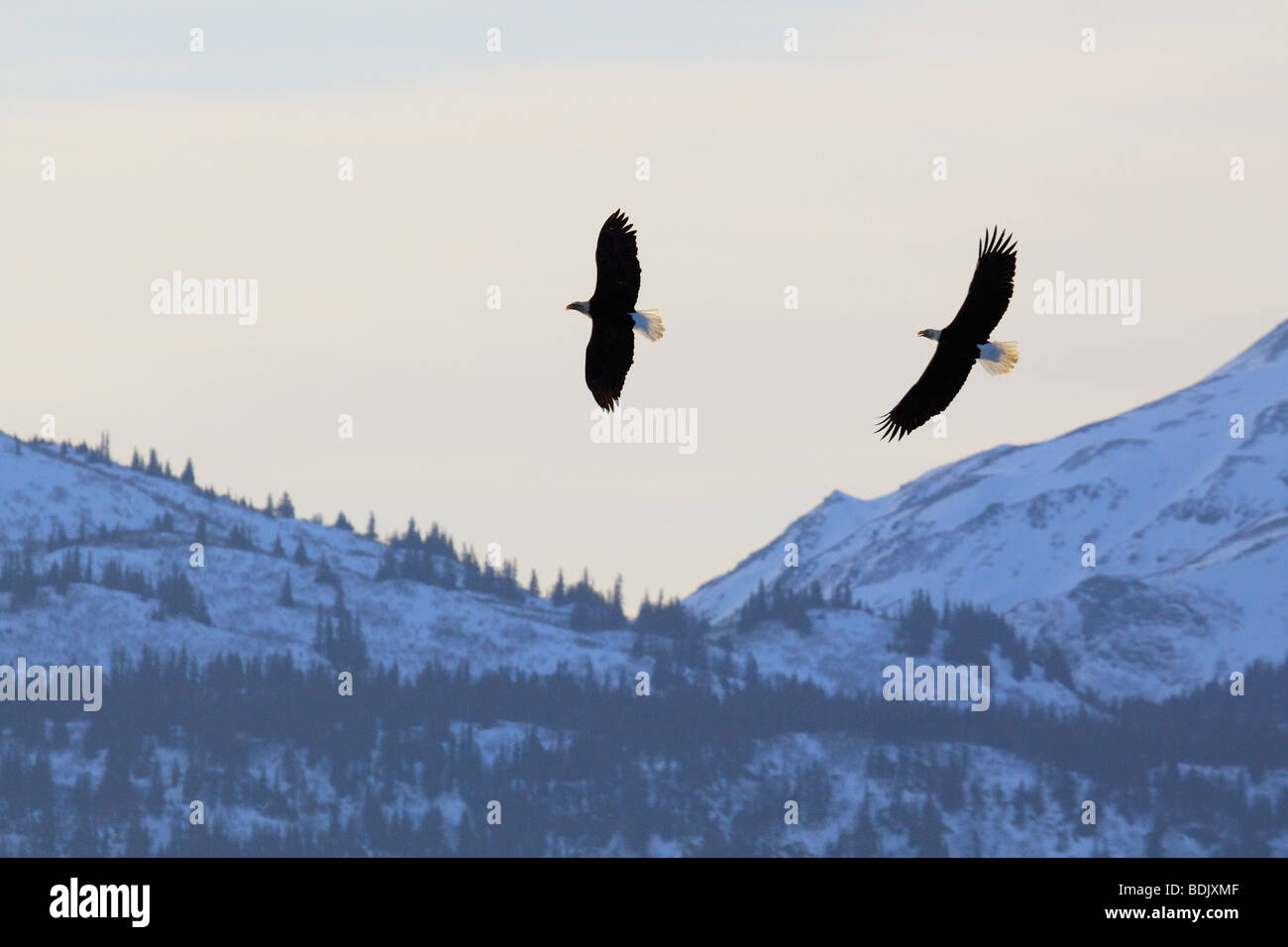 Two bald eagles flying hi-res stock photography and images - Alamy