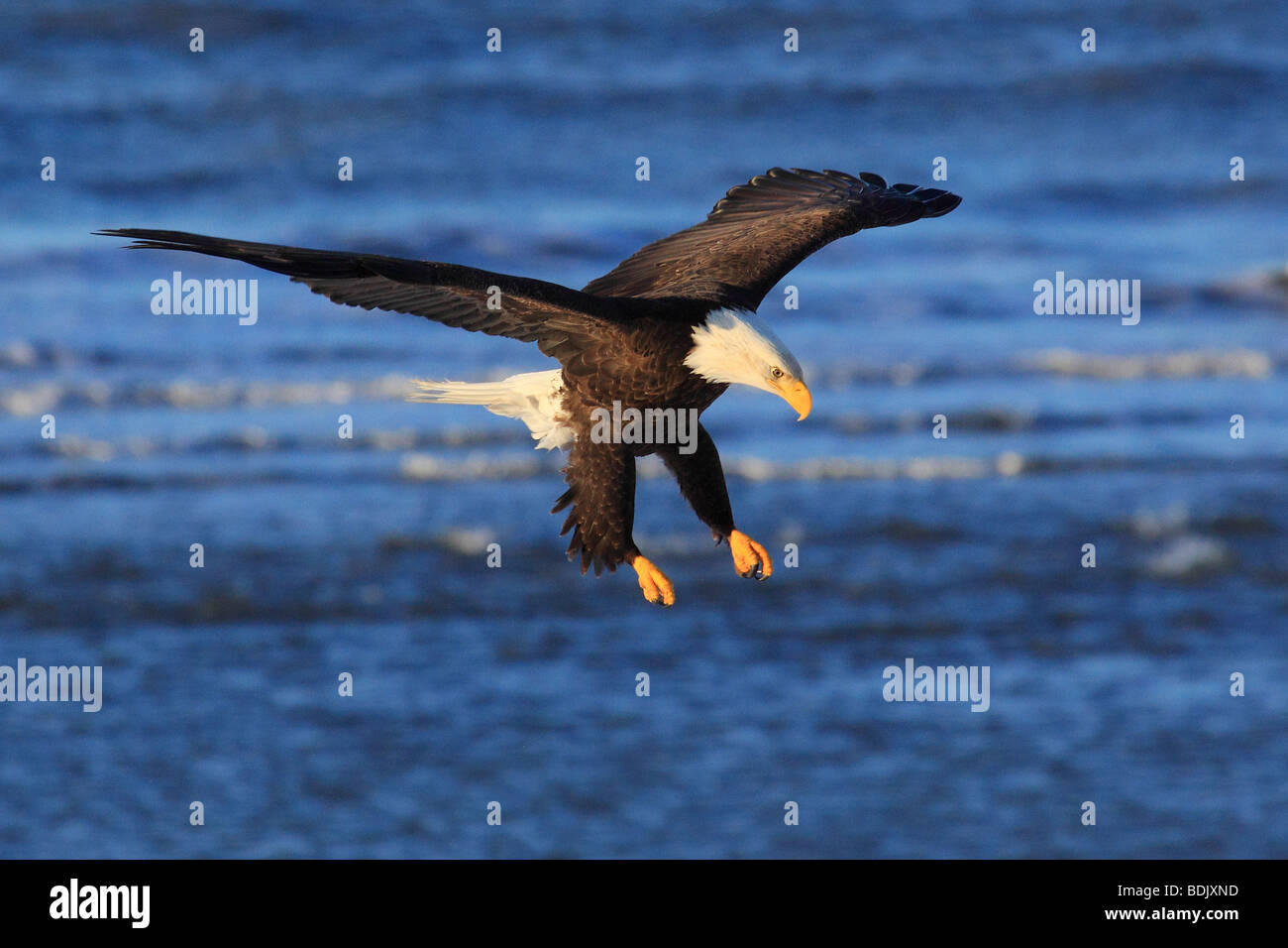 Bald Eagle (Haliaeetus leucocephalus). Adult in flight Stock Photo - Alamy