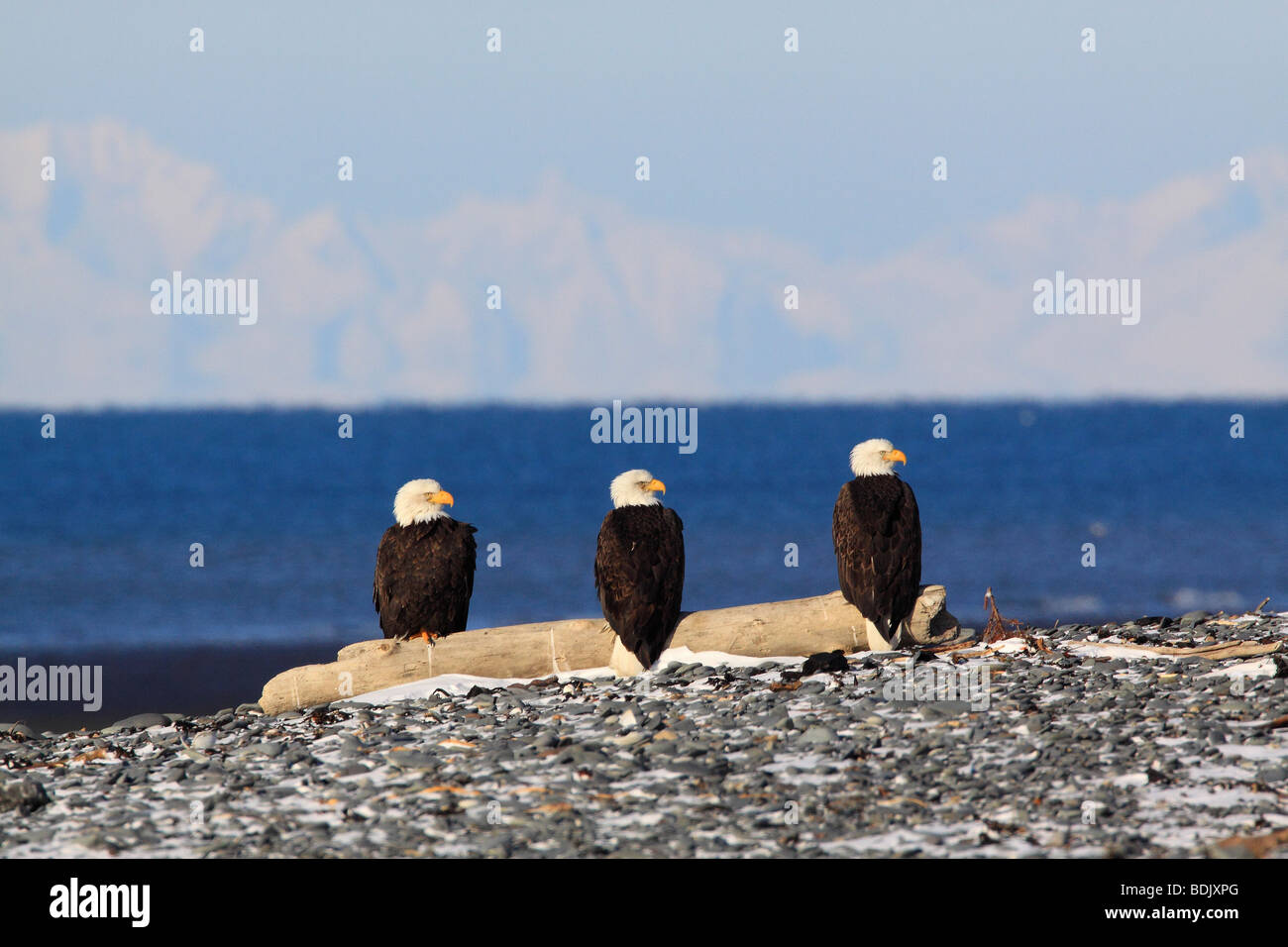 three Bald eagles - sitting on a tree trunk / Haliaeetus leucocephalus ...