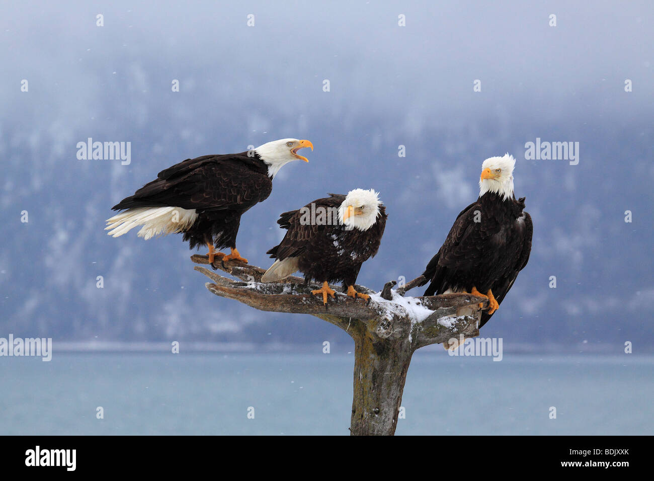 Bald Eagles (Haliaeetus leucocephalus). Three adults perched on dead ...