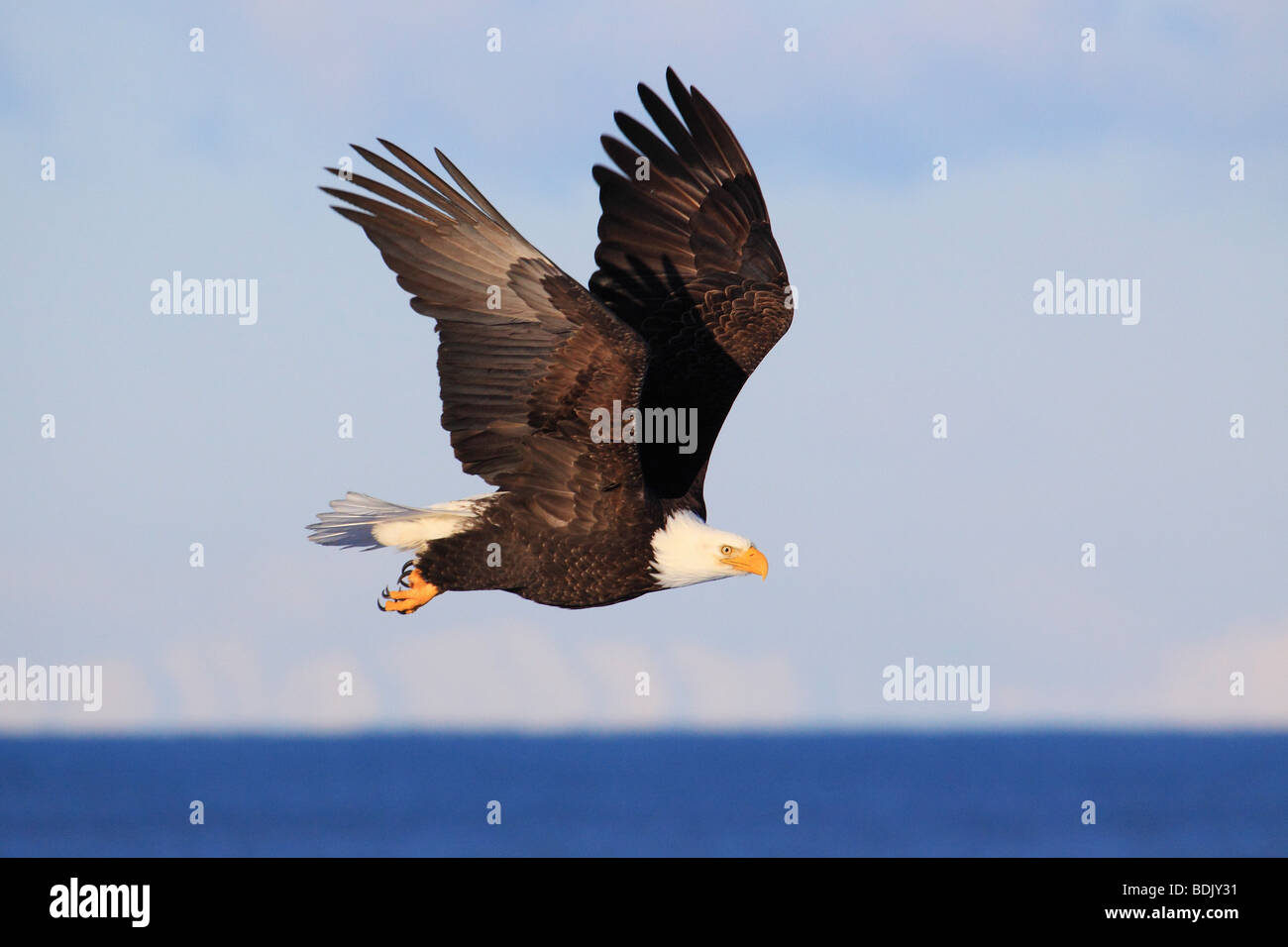 Bald Eagle (Haliaeetus leucocephalus), adult in flight Stock Photo - Alamy
