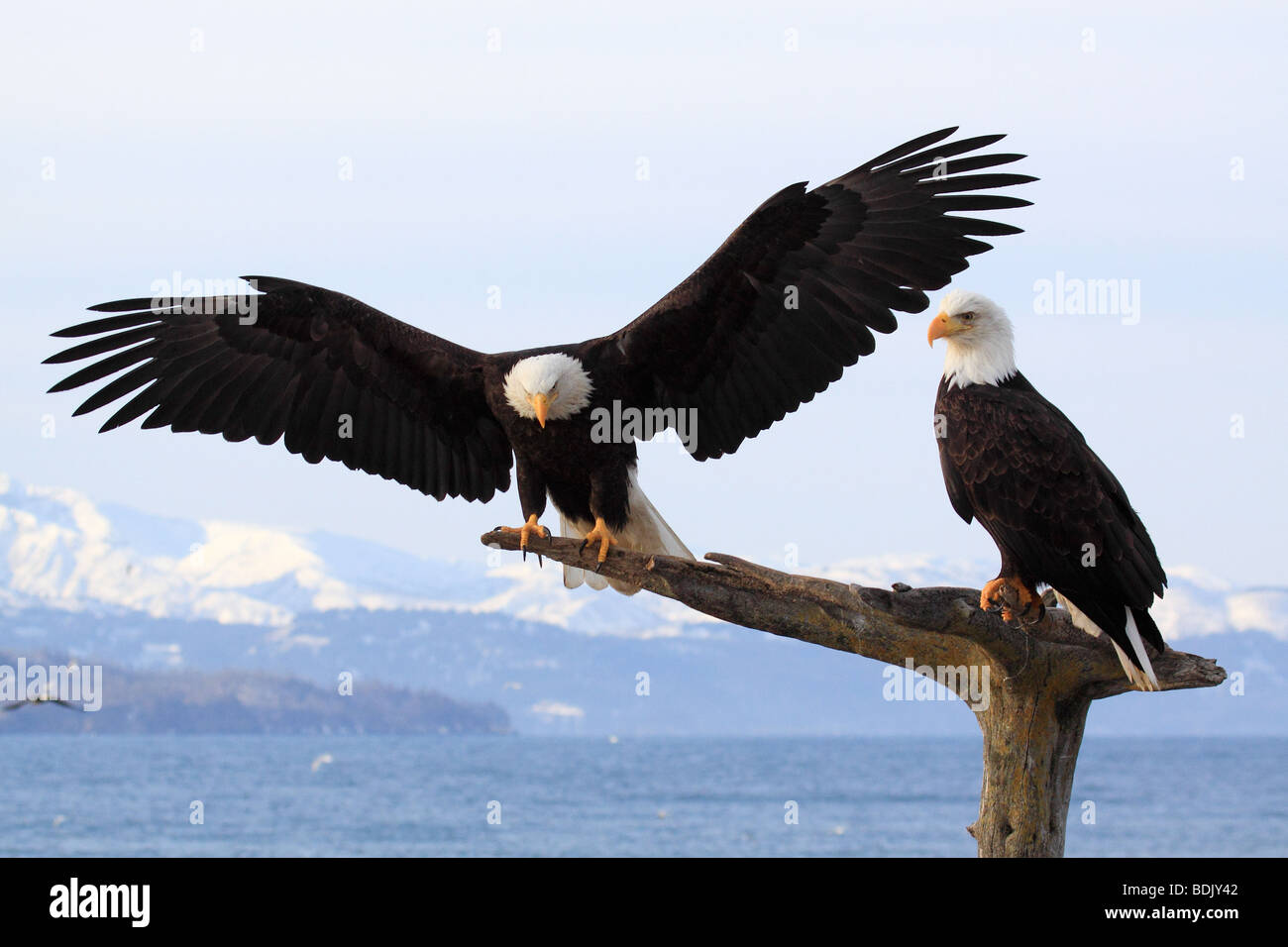 Two bald eagles branch hi-res stock photography and images - Alamy