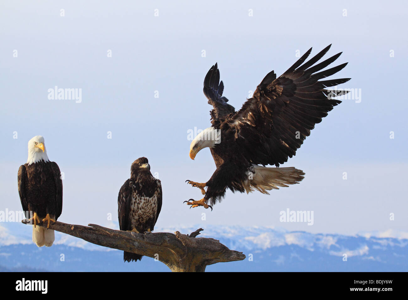 three Bald eagles / Haliaeetus leucocephalus Stock Photo - Alamy