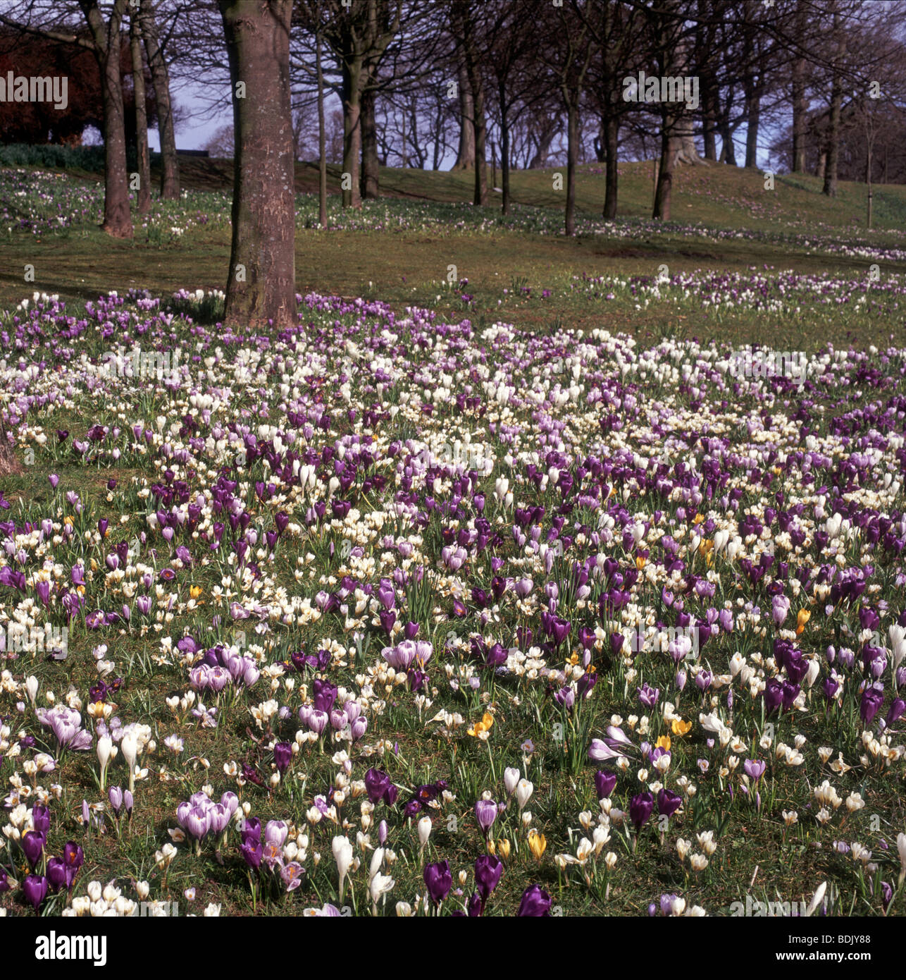 Eighty species of trees hi-res stock photography and images - Alamy