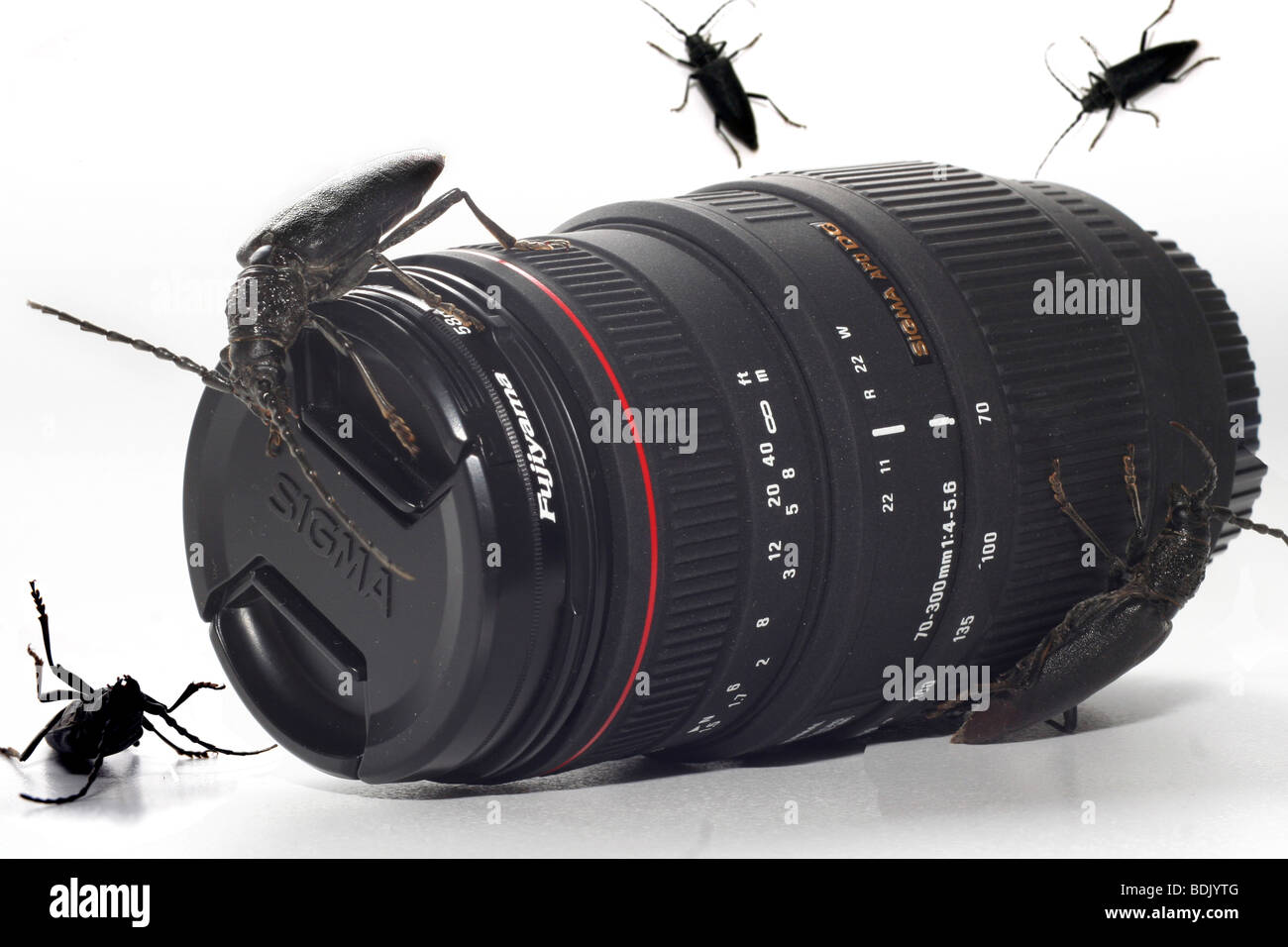 Cockroaches crawling on a Sigma lens. Cutout of a on white background ...