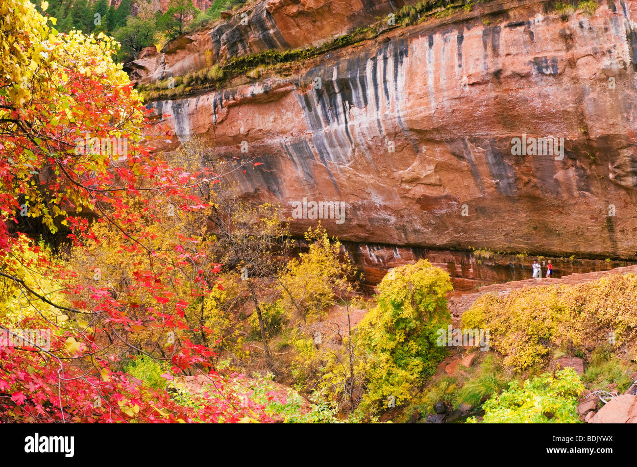 Fall color and cascade at the lower Emerald Pools (hikers visible), Zion National Park, Utah ...
