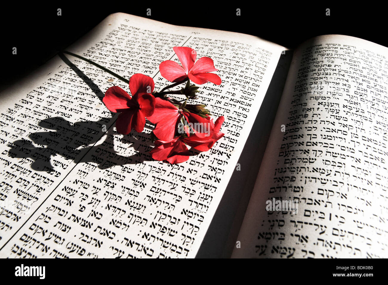 Red flower on Jewish religious book Stock Photo - Alamy