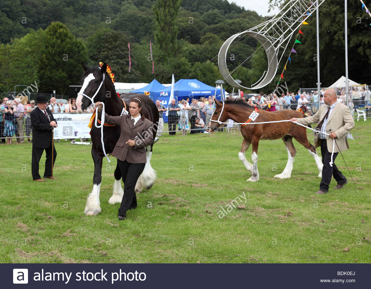 Clydesdale Horse Man Stock Photos & Clydesdale Horse Man Stock Images ...