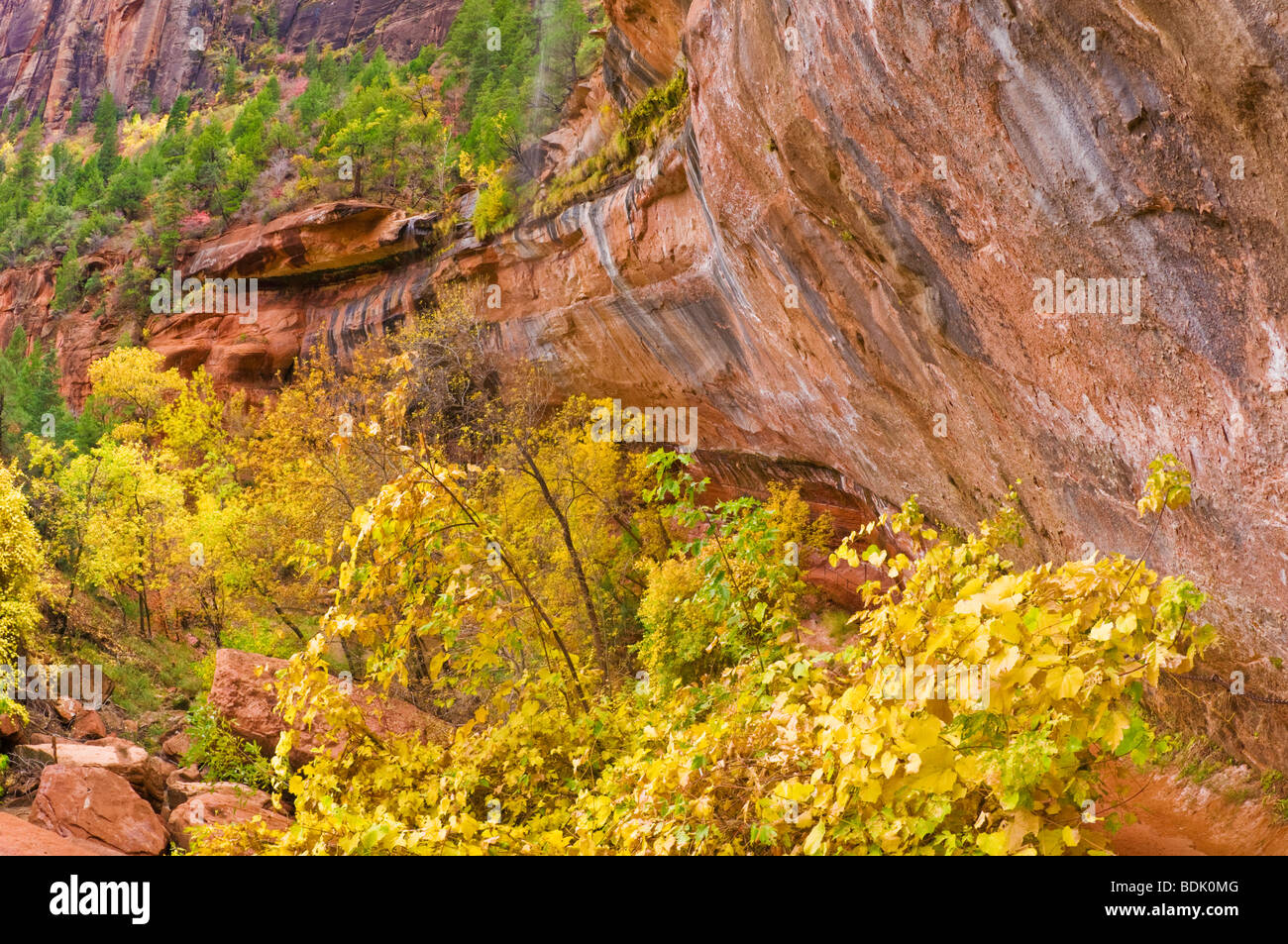 Fall color and cascade at the lower Emerald Pools, Zion National Park, Utah Stock Photo - Alamy