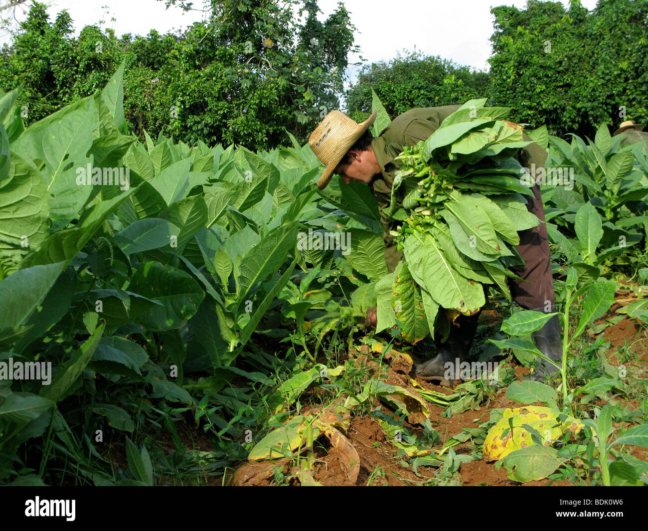 Harvesting tobacco leaves for cigar production at Pinar del Rio. Cuba ...