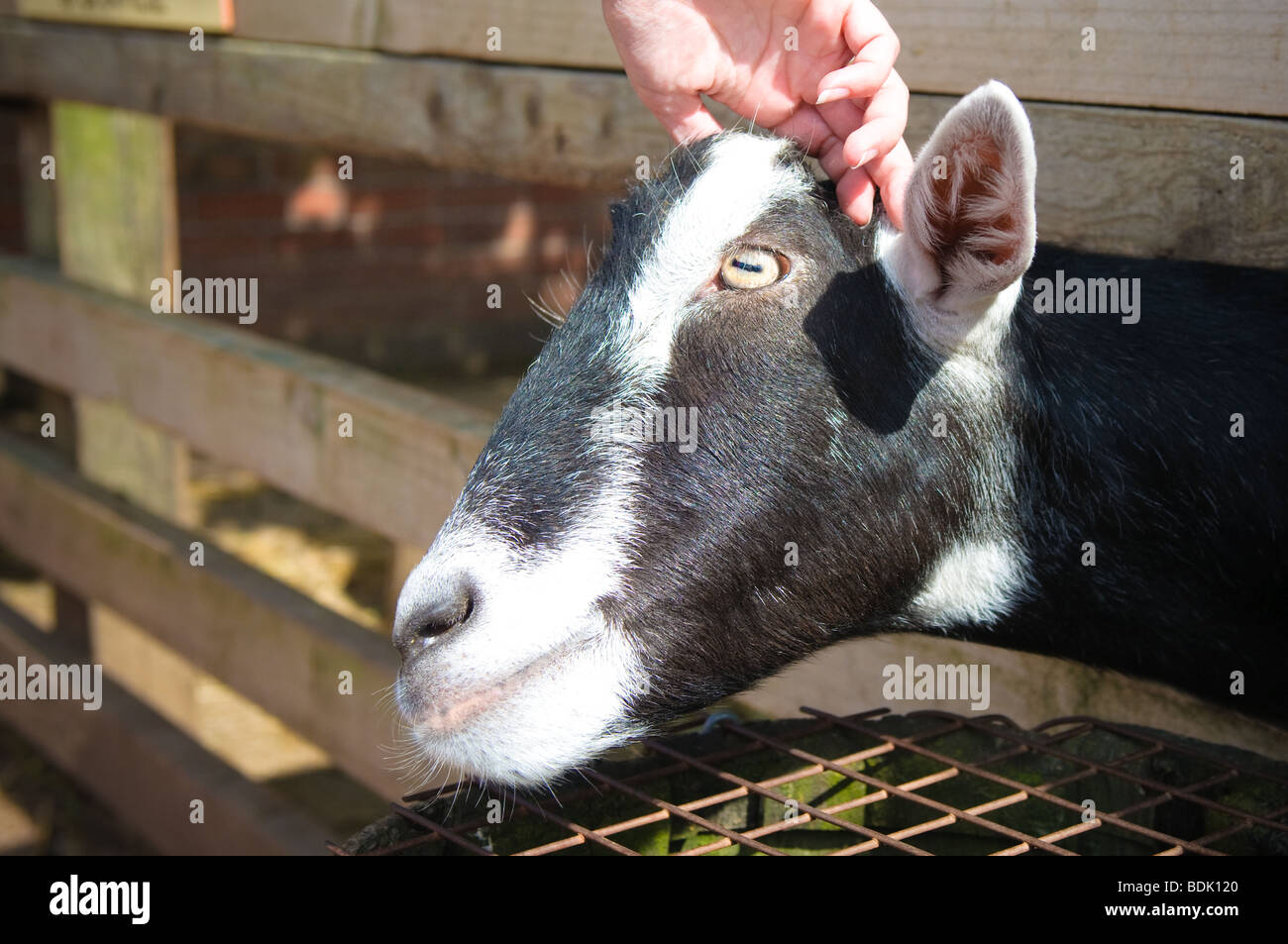 Goat at Stonehurst Farm Stock Photo - Alamy