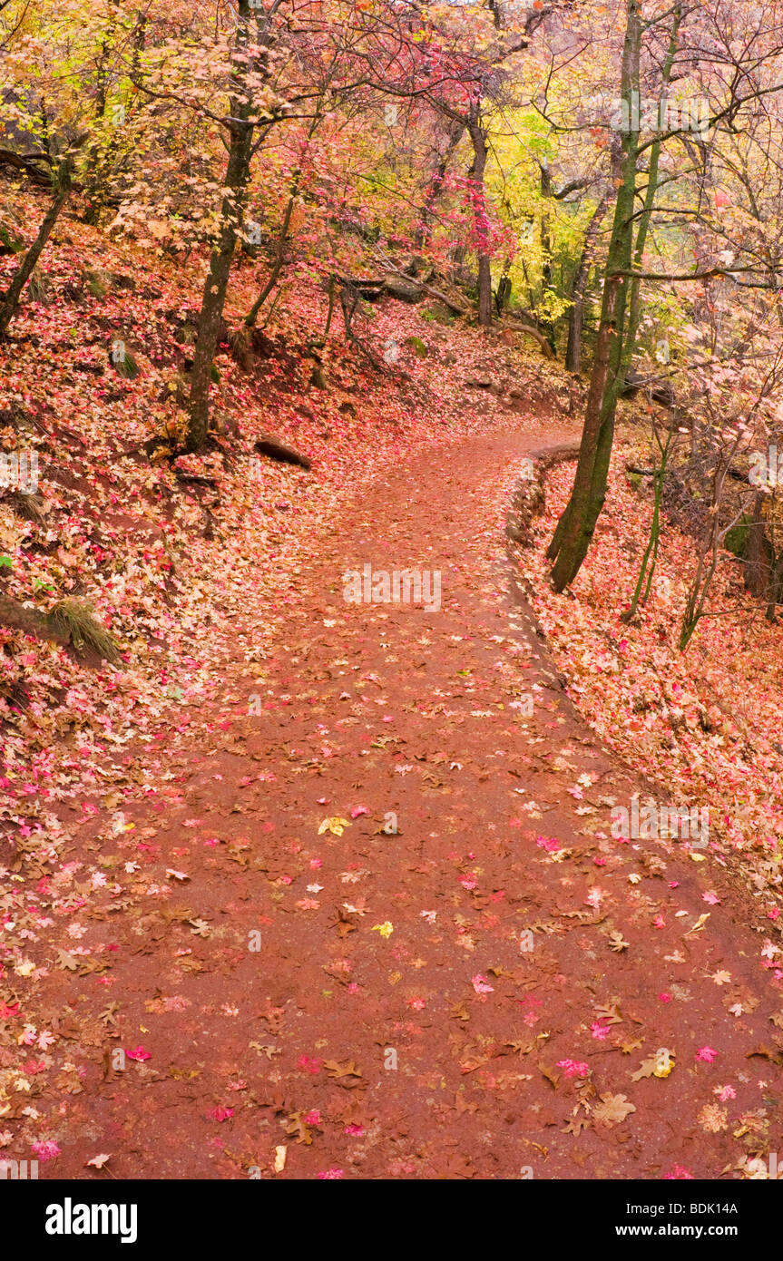Fall color along the trail to lower Emerald Pools, Zion National Park, Utah Stock Photo - Alamy