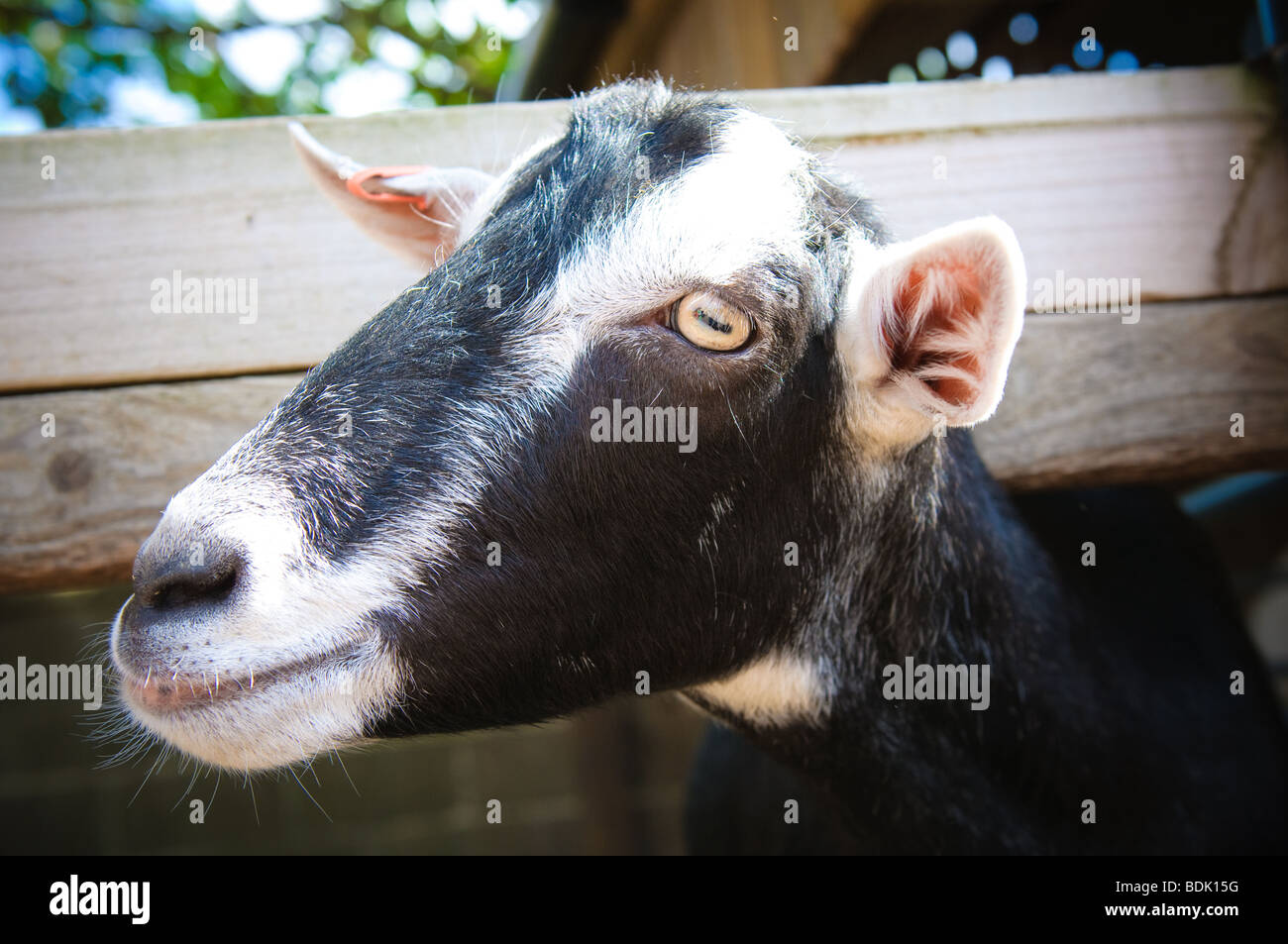 Goat at Stonehurst Farm Stock Photo - Alamy
