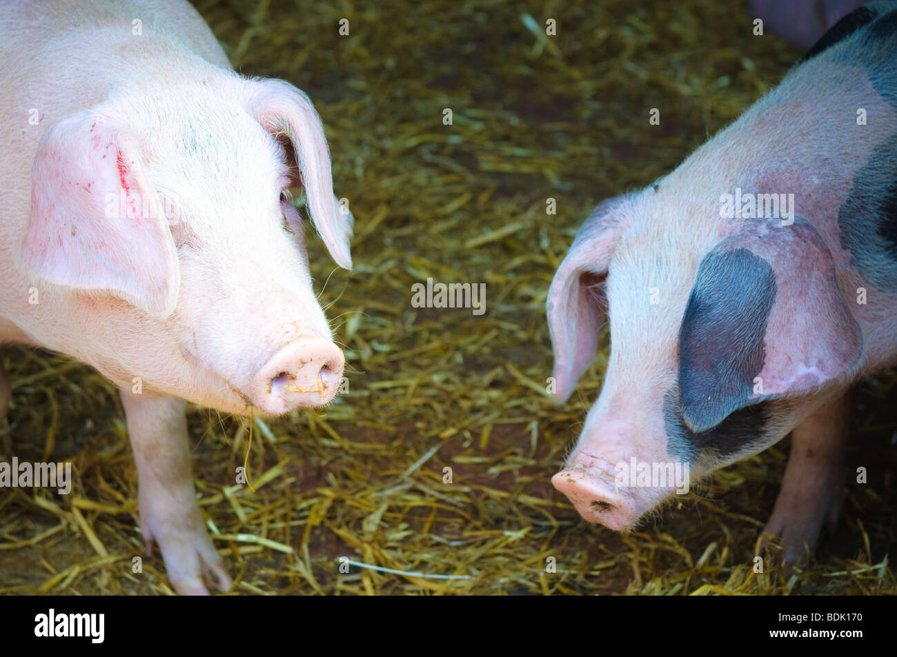 Pigs at Stonehurst Farm Park, Leicestershire Stock Photo - Alamy