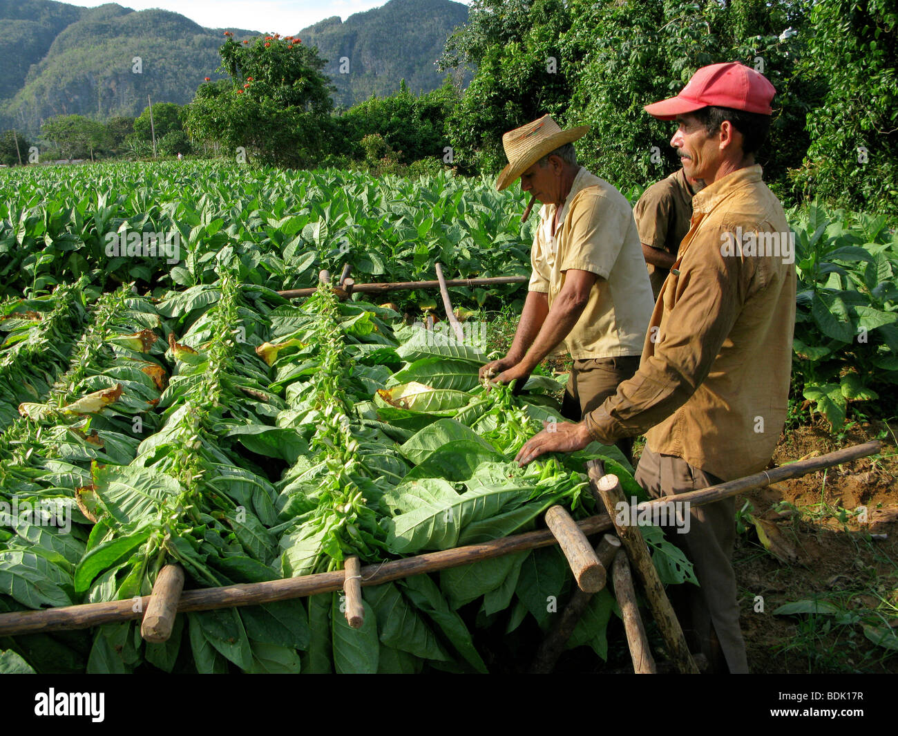 Harvesting tobacco leaves for cigar production at Pinar del Rio. Cuba ...