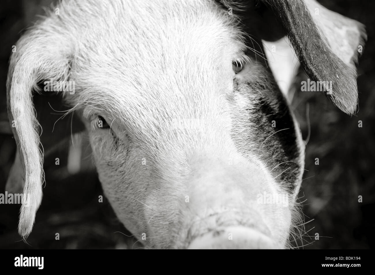 Pig Face Close Up Stock Photos & Pig Face Close Up Stock Images - Alamy