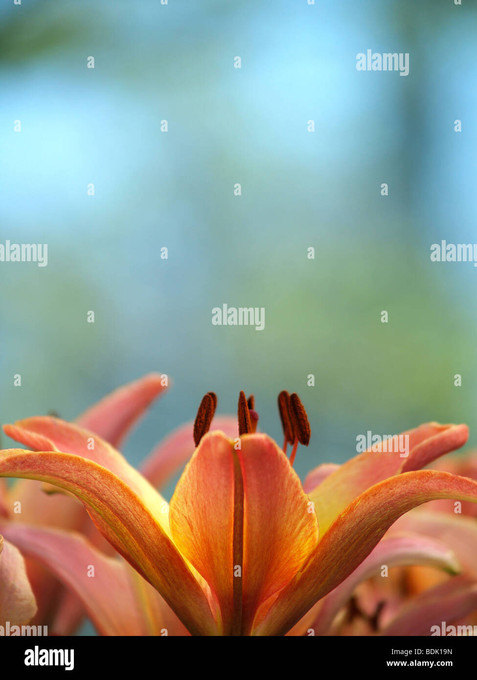 A beautiful vivid colored Michigan Lily (Lilium michiganense Stock ...