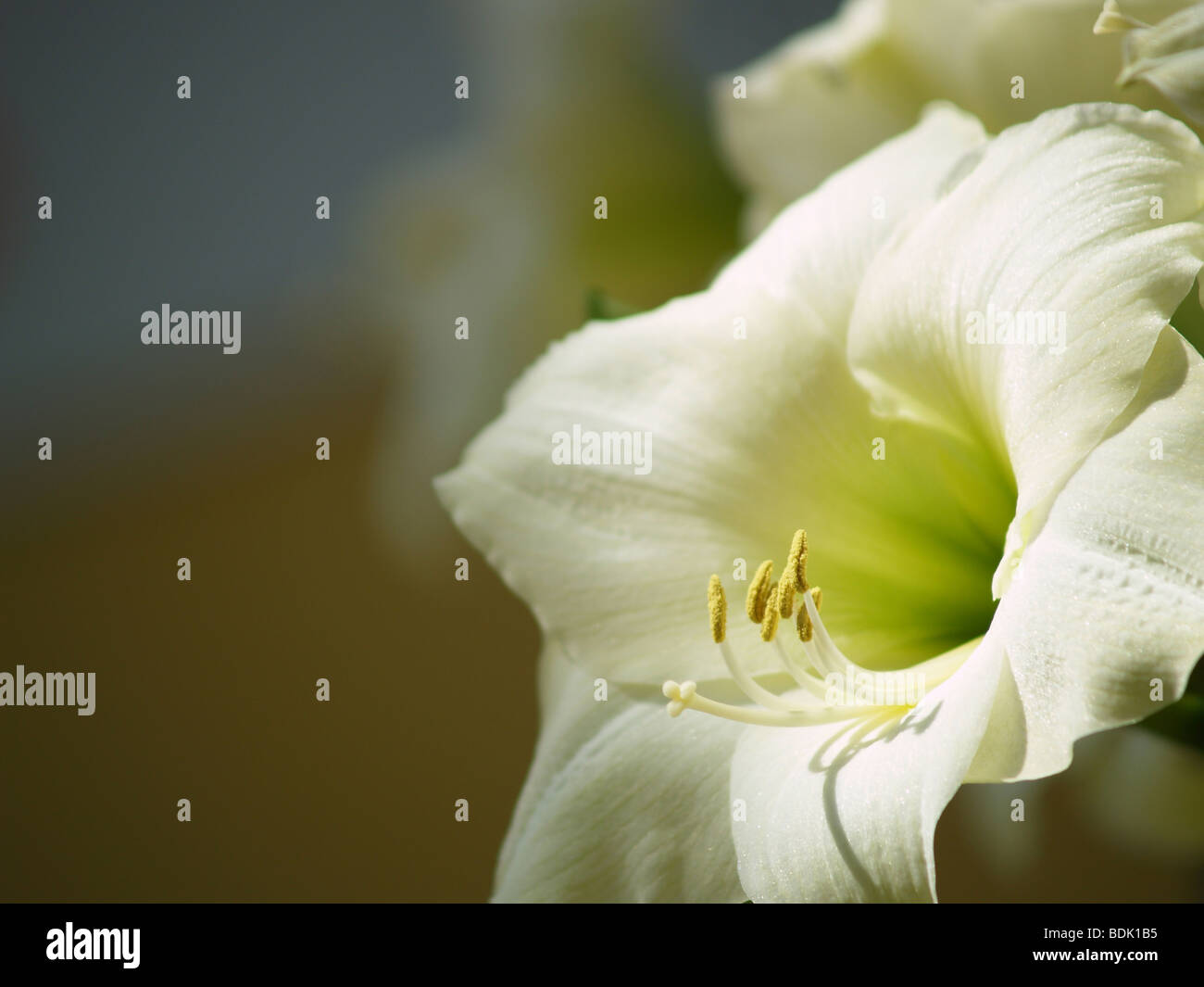 Beautiful Easter Lily or November lily with a green background Stock ...