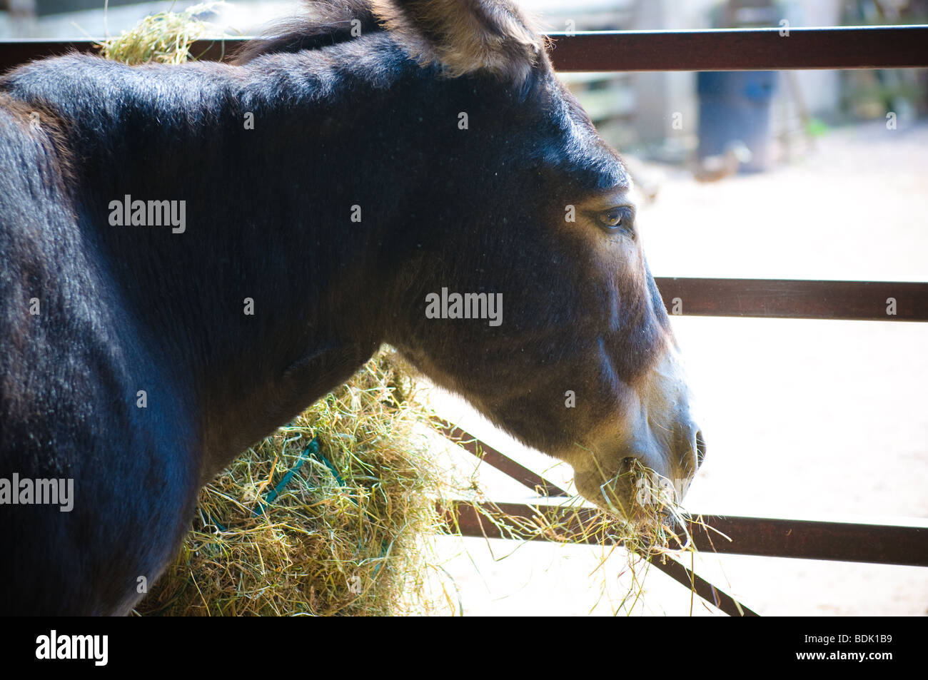 Donkey in barn at farm Stock Photo - Alamy