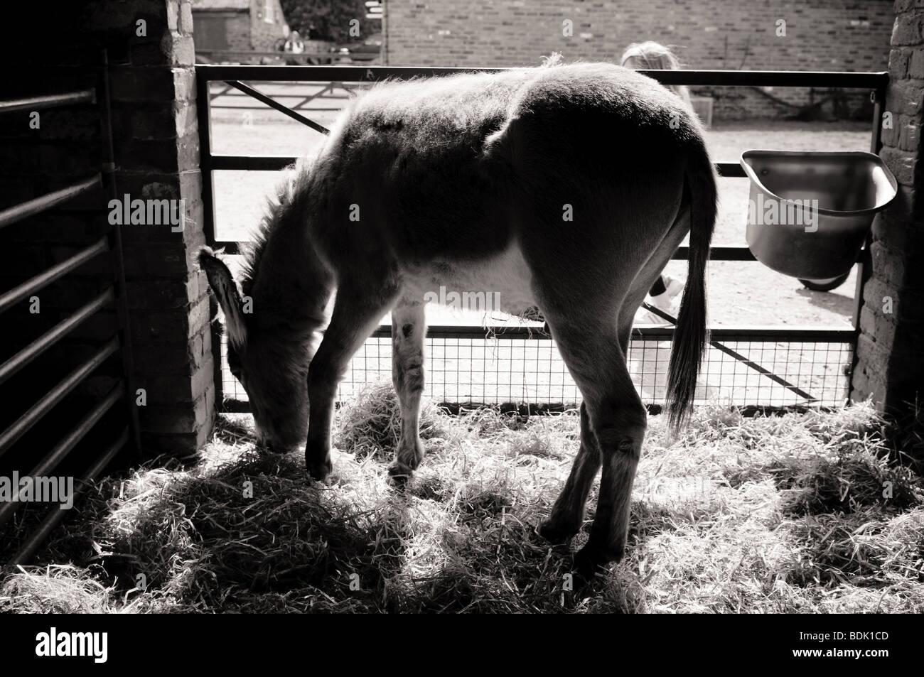 Donkey in barn at farm Stock Photo - Alamy