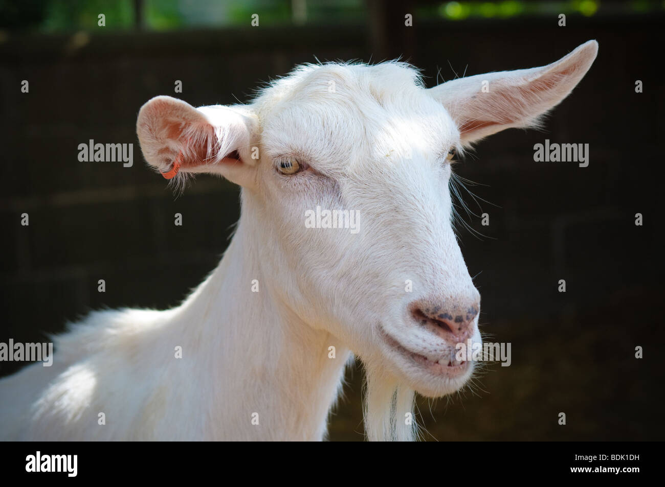 Goat at Stonehurst Farm Stock Photo - Alamy