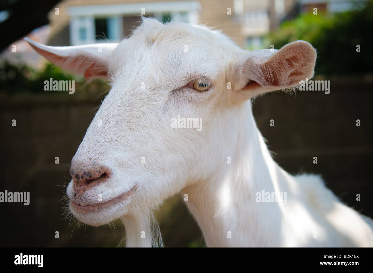 Goat at Stonehurst Farm Stock Photo - Alamy