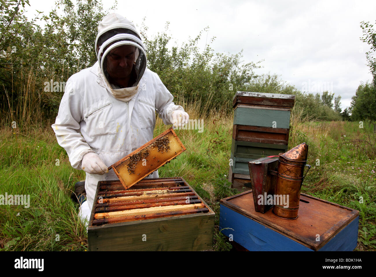 Beekeeper in Somerset, UK Stock Photo - Alamy