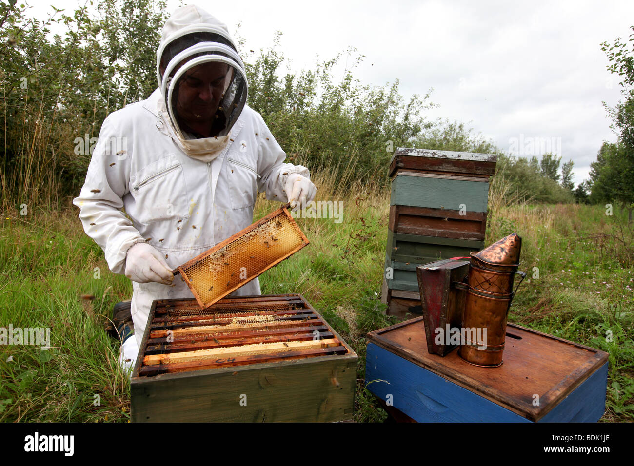 Beekeeper in Somerset, UK Stock Photo - Alamy